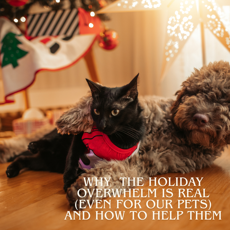 Holiday Stress in Dogs | Why It Happens & How to Calm Your Pet ...