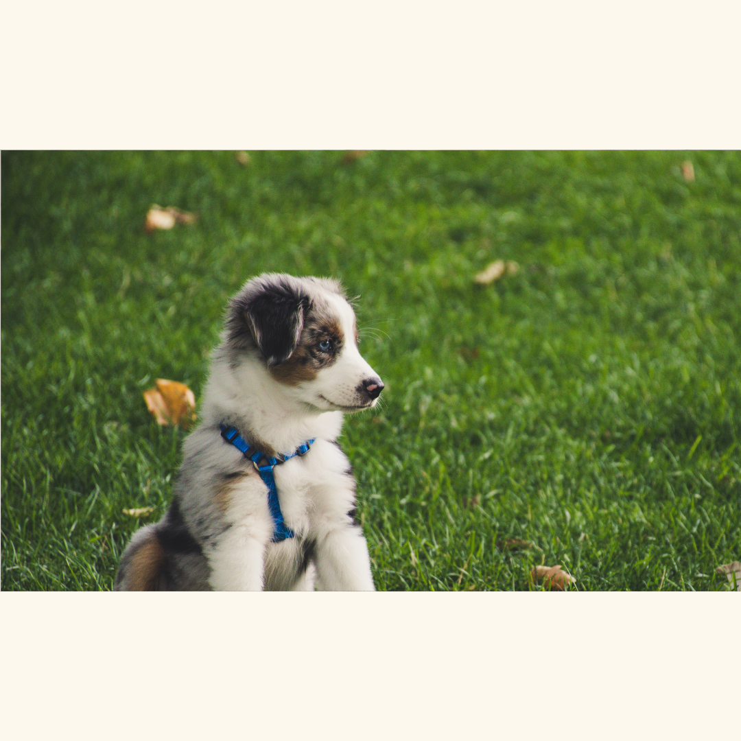 First Aid – Furbal Remedies