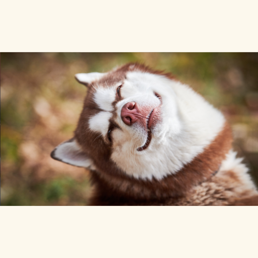 Shop All – Furbal Remedies